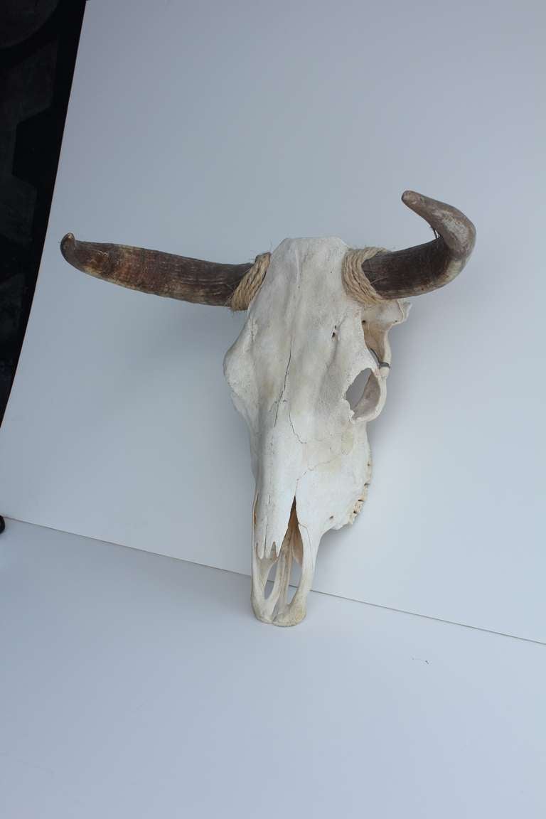 Large Vintage Bull Cow Head Skull at 1stDibs | bull head skull, cattle ...