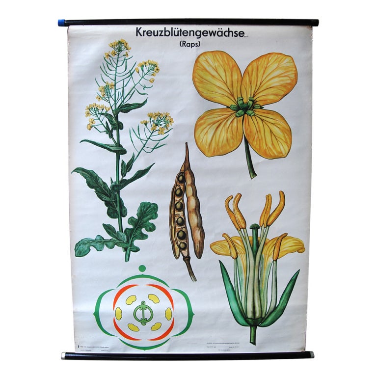 Vintage Educational Specimen Poster German 1950s at 1stDibs