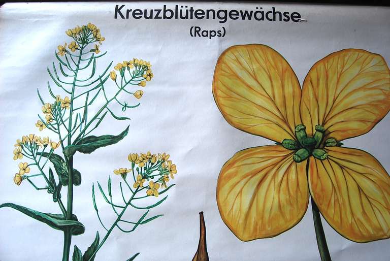 Vintage Educational Specimen Poster German 1950s at 1stDibs