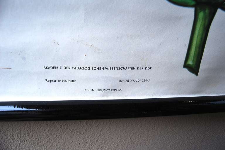 Vintage Educational Specimen Poster German 1950s at 1stDibs