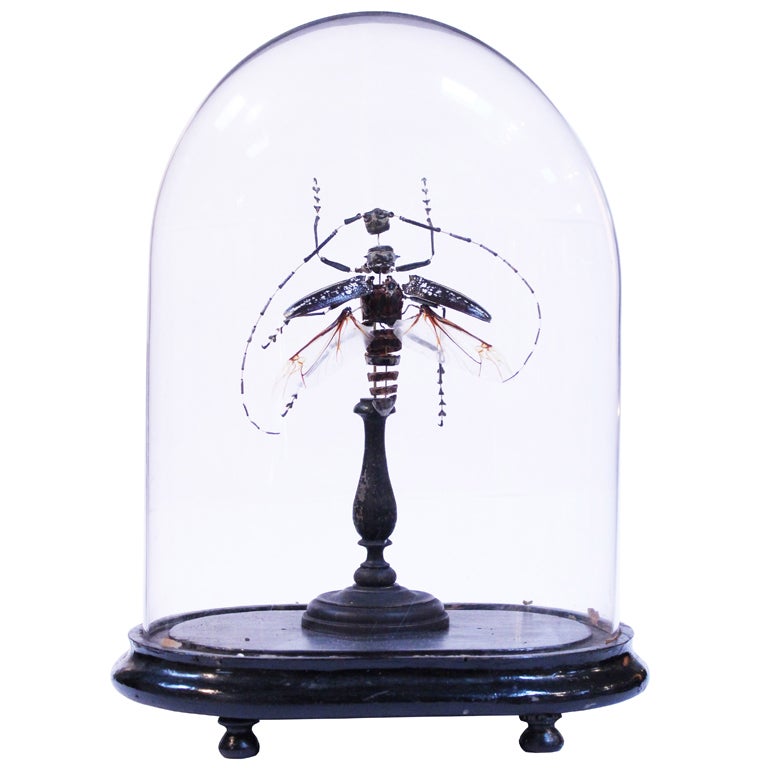 Dissected Insect Under Bell Glass at 1stDibs