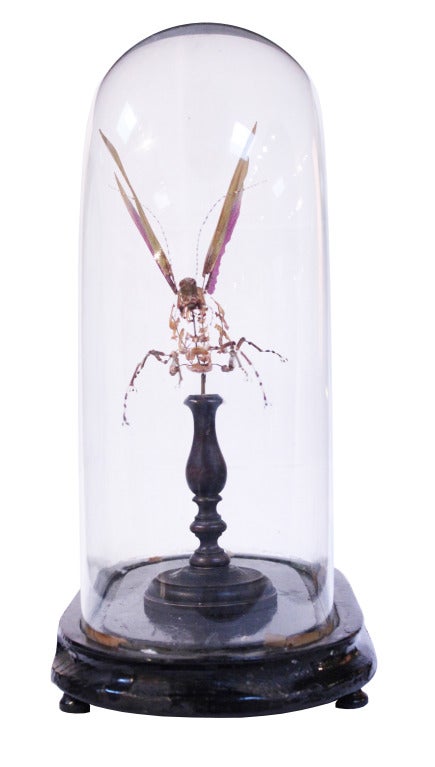 Dissected Insect under Bell Glass at 1stDibs