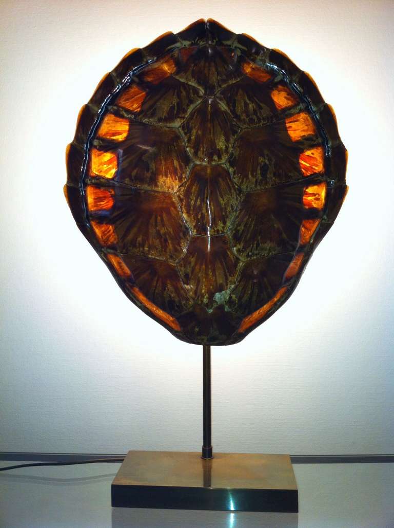 Tortoise -Shell Table lamp, 60's Belgian For Sale at 1stDibs