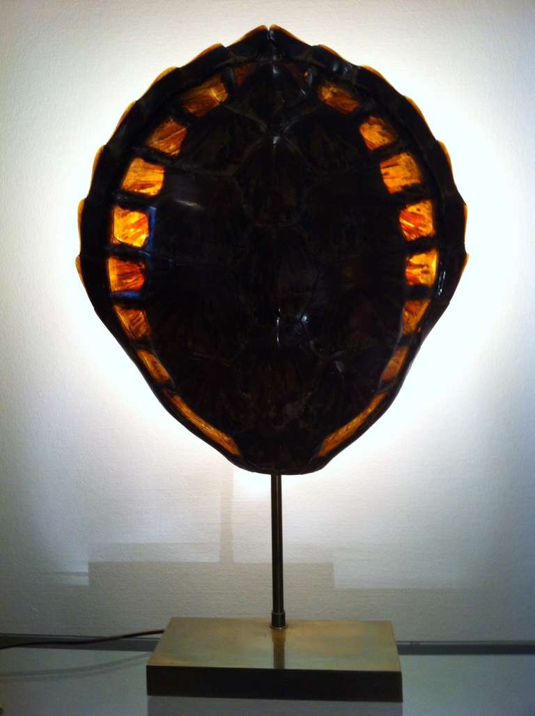 Tortoise -Shell Table lamp, 60's Belgian For Sale at 1stDibs