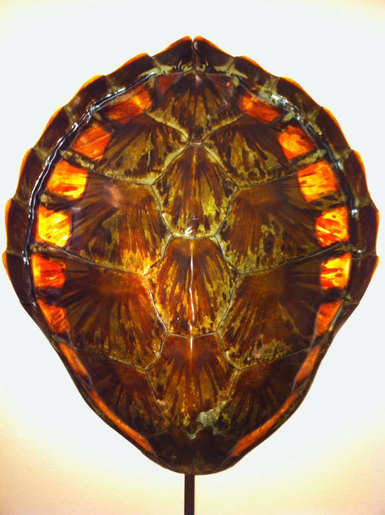 Tortoise -Shell Table lamp, 60's Belgian For Sale at 1stDibs