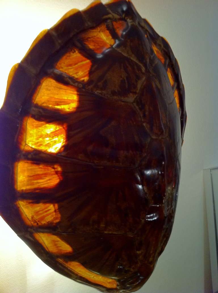 Tortoise -Shell Table lamp, 60's Belgian For Sale at 1stDibs