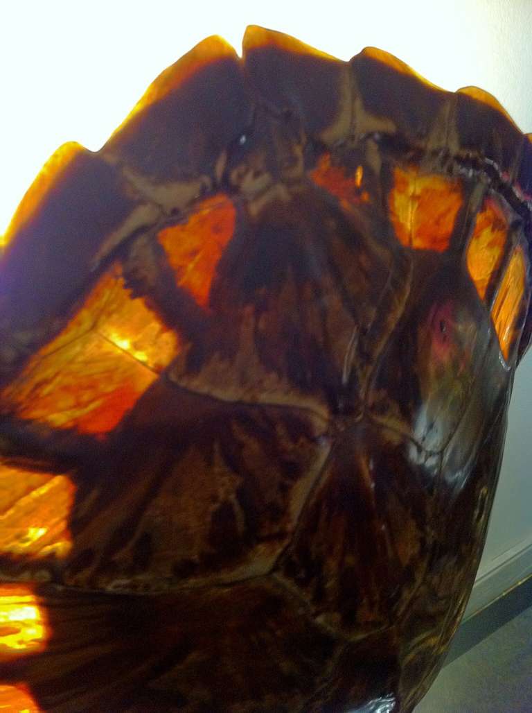 Tortoise -Shell Table lamp, 60's Belgian For Sale at 1stDibs