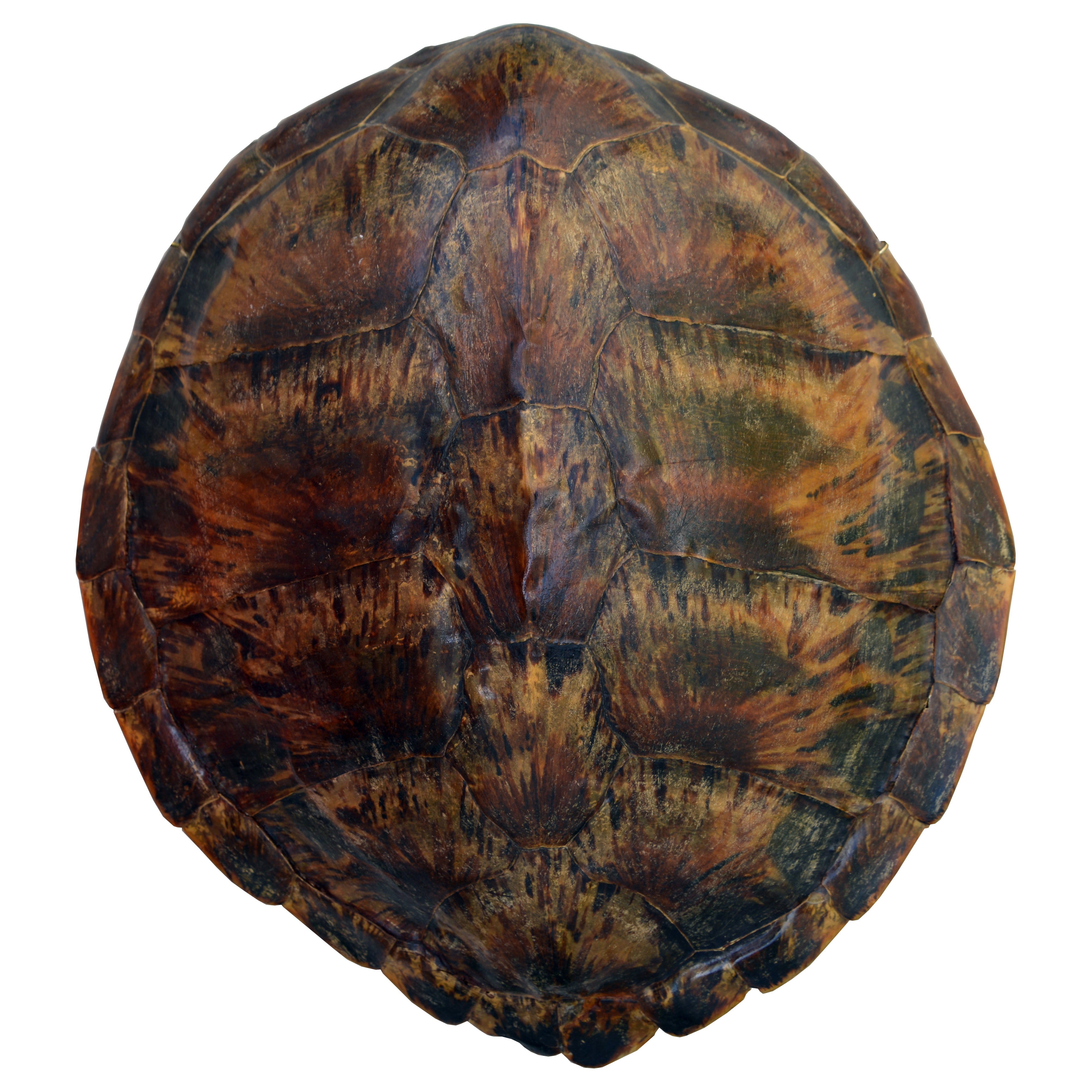 Large Turtle Shell For Sale at 1stDibs