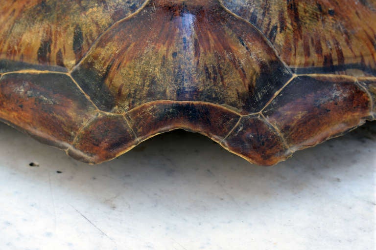Large Turtle Shell For Sale at 1stDibs