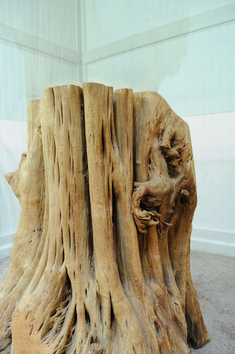 Naturalistic Free Form Japanese Cypress Tree Root Glass Top Dining ...