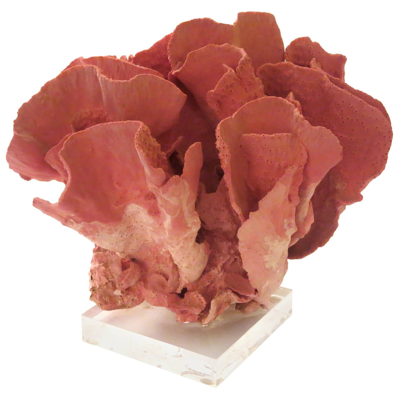 Rare Pink Coral Sculptural Specimen Sitting on Thick Lucite Base at 1stDibs