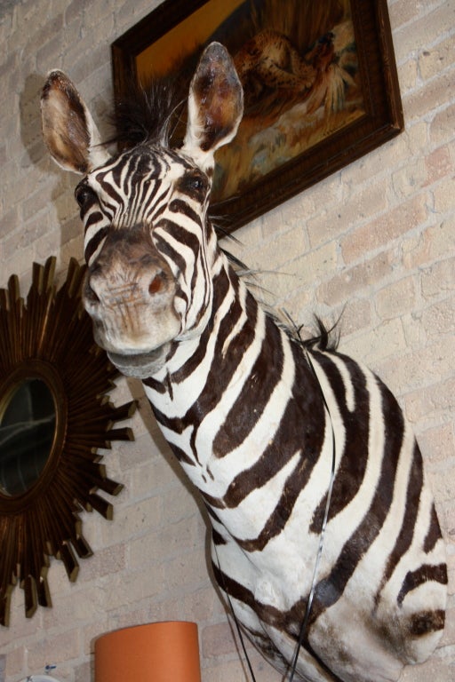 Taxidermy Zebra Trophy Head at 1stDibs