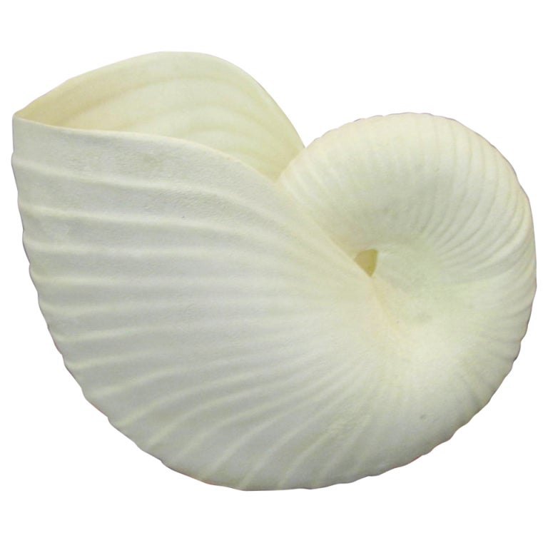 Outrageous Large Sea Shell Cache Flower Pot Regency Mid-century Modern ...