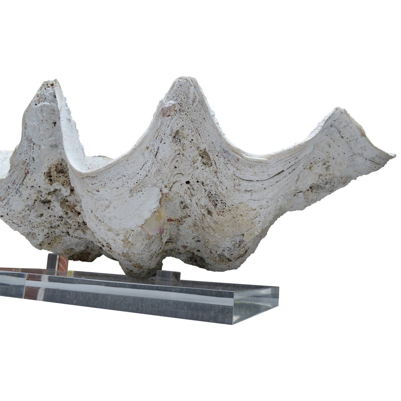 Giant Pacific Clam Shell on Lucite Base at 1stDibs