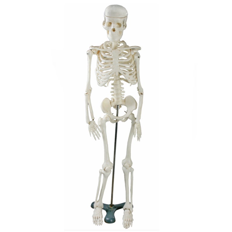 Vintage Classroom Skeleton at 1stDibs