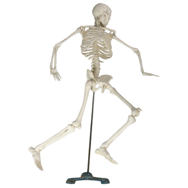 Vintage Classroom Skeleton at 1stDibs