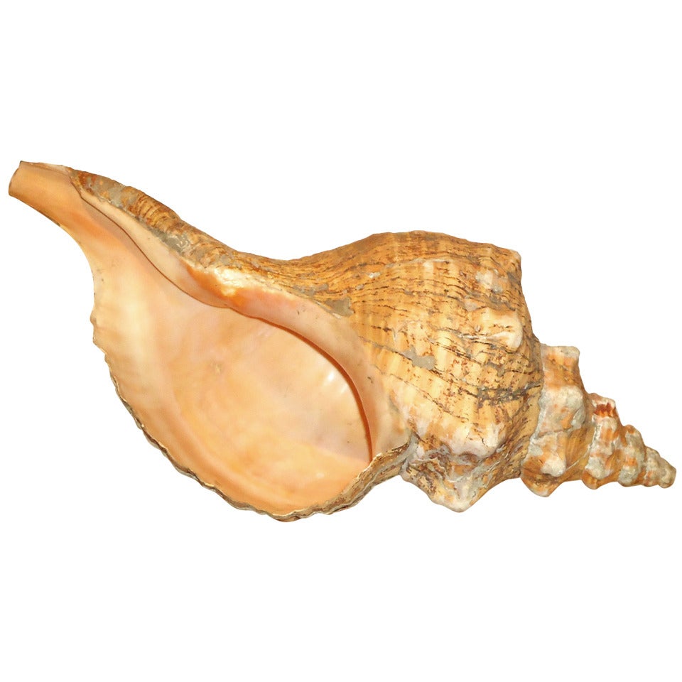 Huge Antique Trumpet Shell at 1stDibs