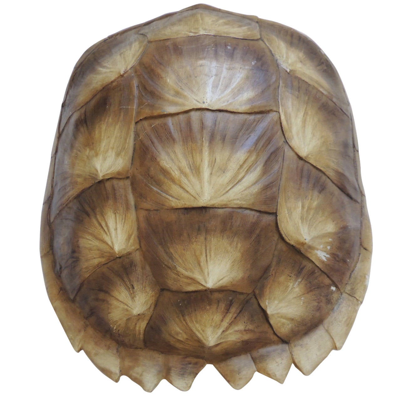 Vintage Turtle Shell at 1stDibs