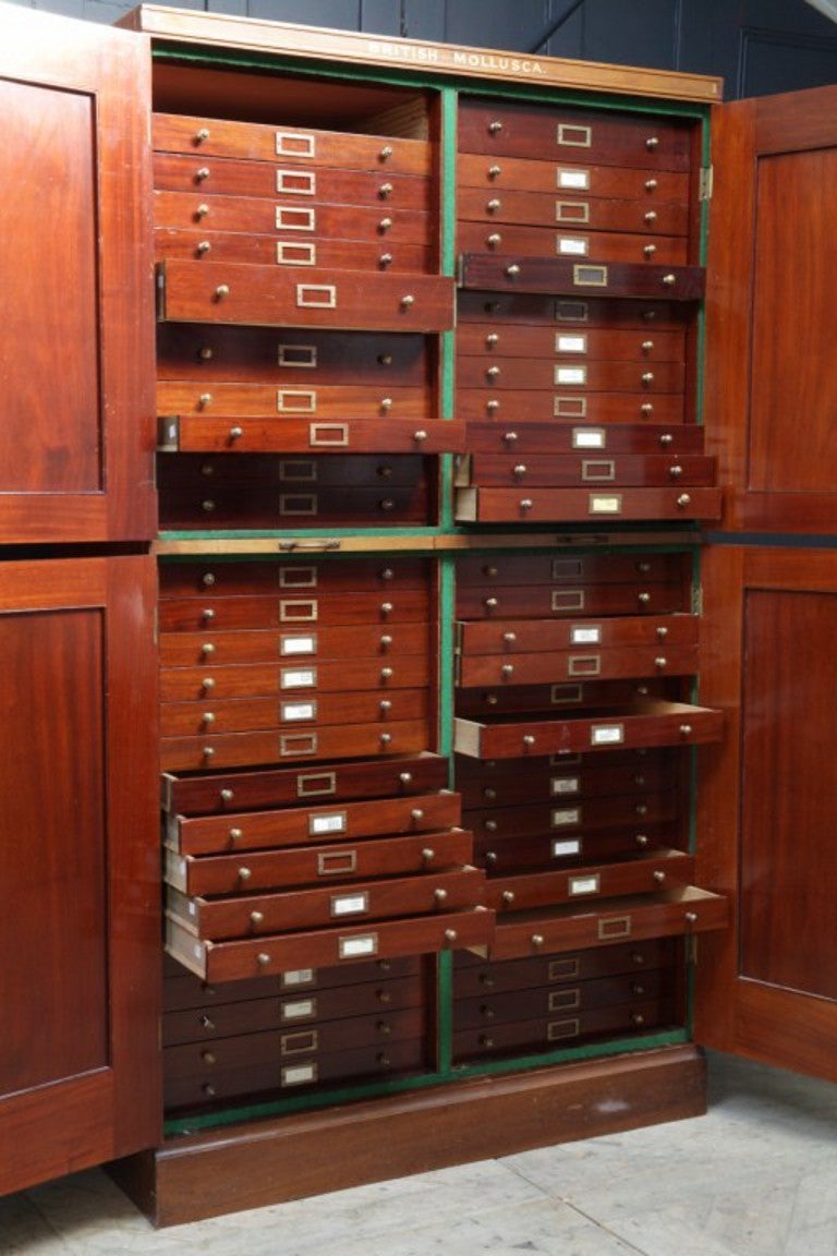 A pair of specimen Museum Cabinets at 1stDibs