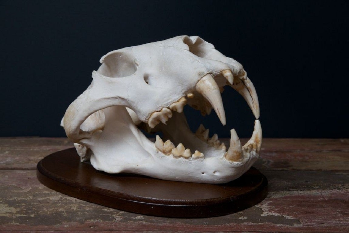 Lioness Skull at 1stDibs