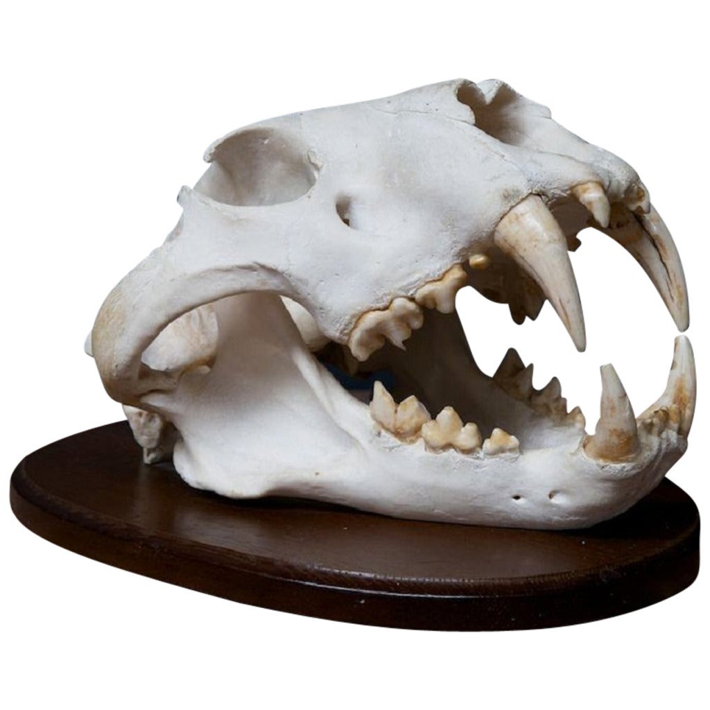 Lioness Skull at 1stDibs