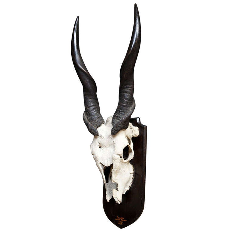 Mounted Eland Skull at 1stDibs