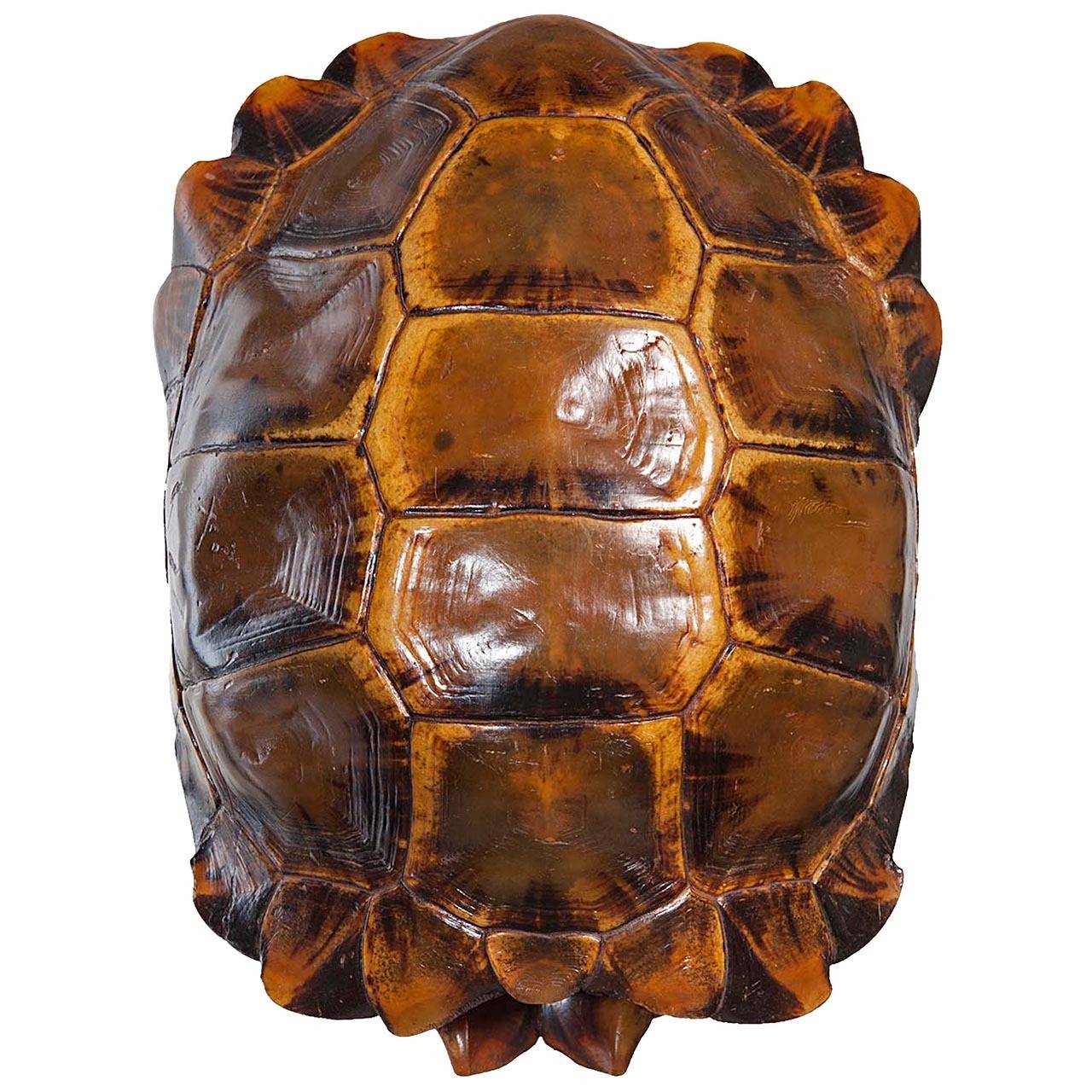 Large Turtle Shell Manouria Impressa (DESERT AFRICA) at 1stDibs