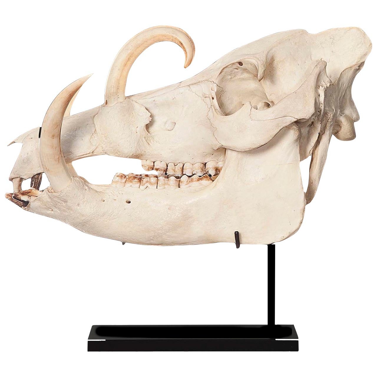 Babirusa Skull For Sale at 1stDibs | babirusa skull for sale, babirusa ...