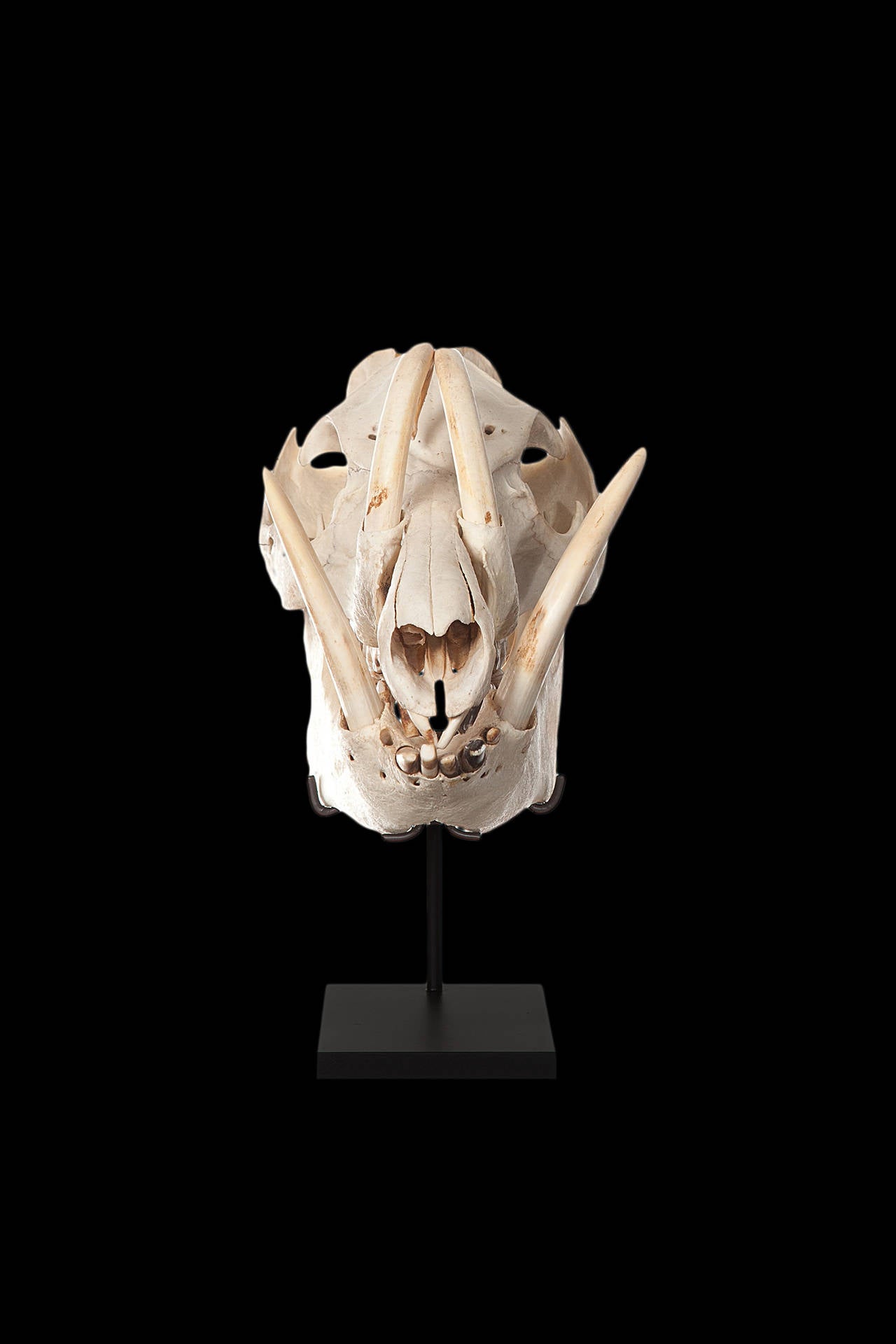 Babirusa Skull For Sale at 1stDibs | babirusa skull for sale, babirusa ...