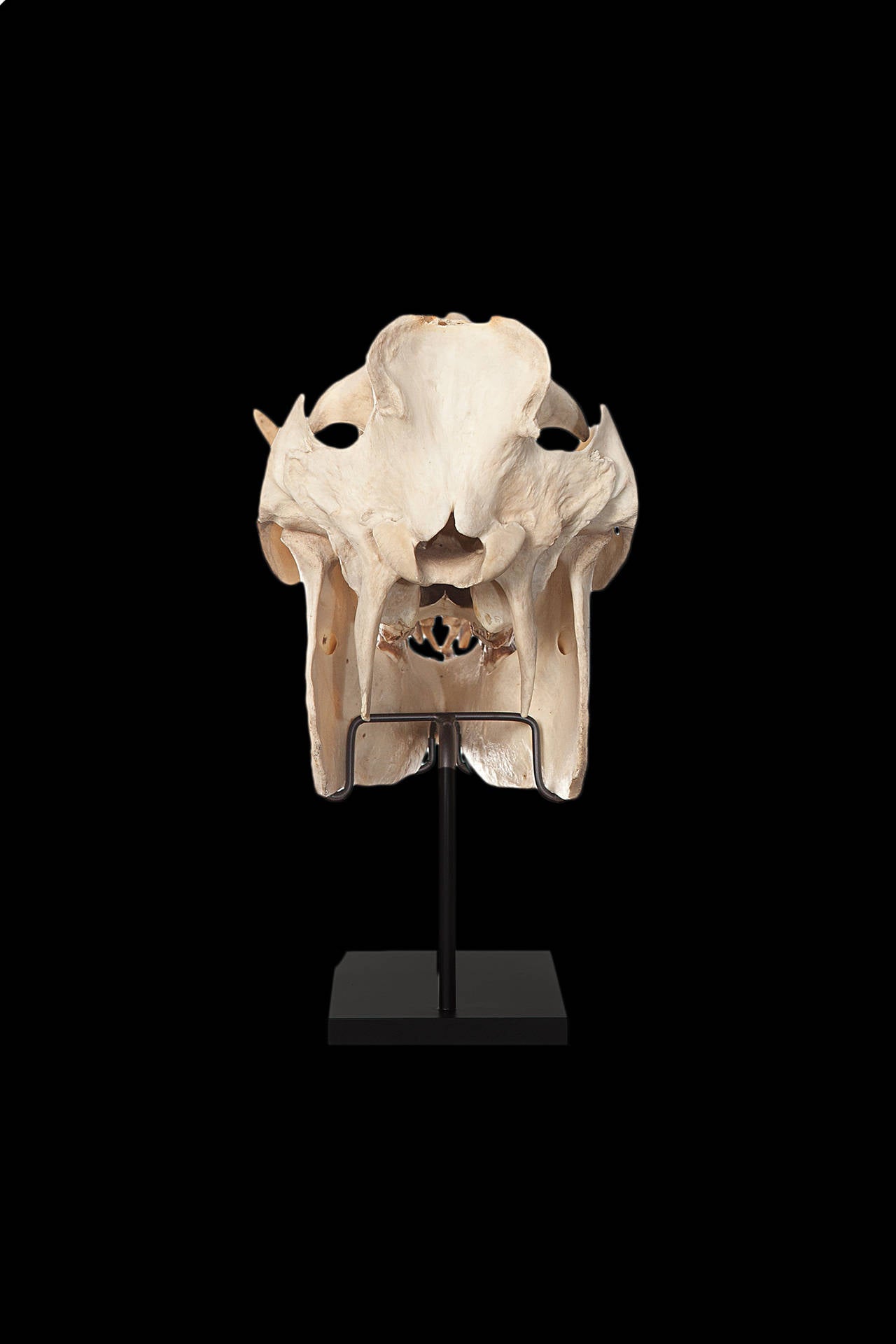 Babirusa Skull For Sale at 1stDibs | babirusa skull for sale, babirusa ...