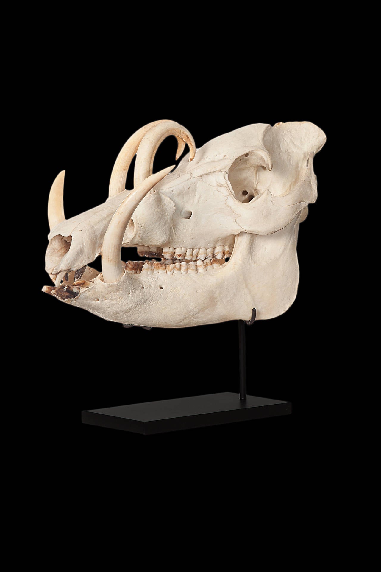 Babirusa Skull For Sale at 1stDibs | babirusa skull for sale, babirusa ...