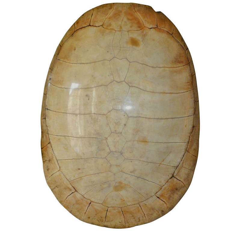 Two blonde turtle shells For Sale at 1stDibs