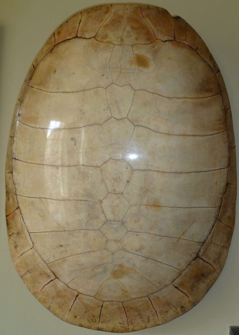 Two blonde turtle shells For Sale at 1stDibs