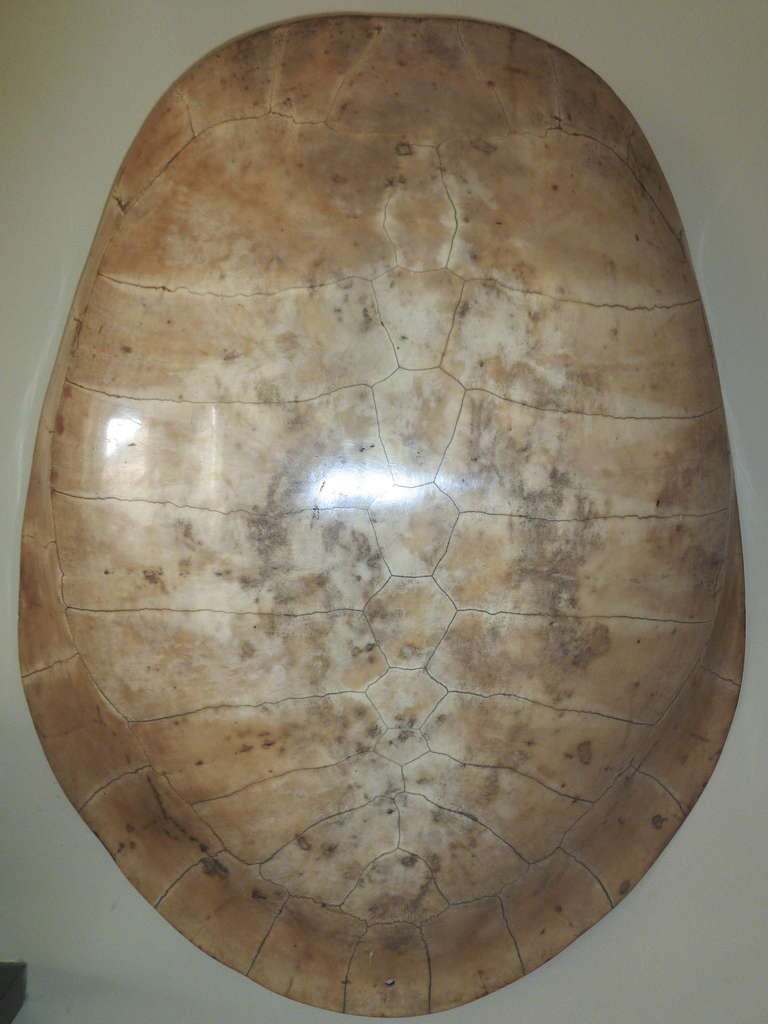 Two blonde turtle shells For Sale at 1stDibs