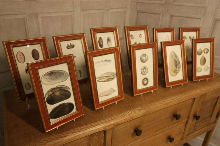 Lovely Collection of 12 Antique Sea Shell Prints. at 1stDibs