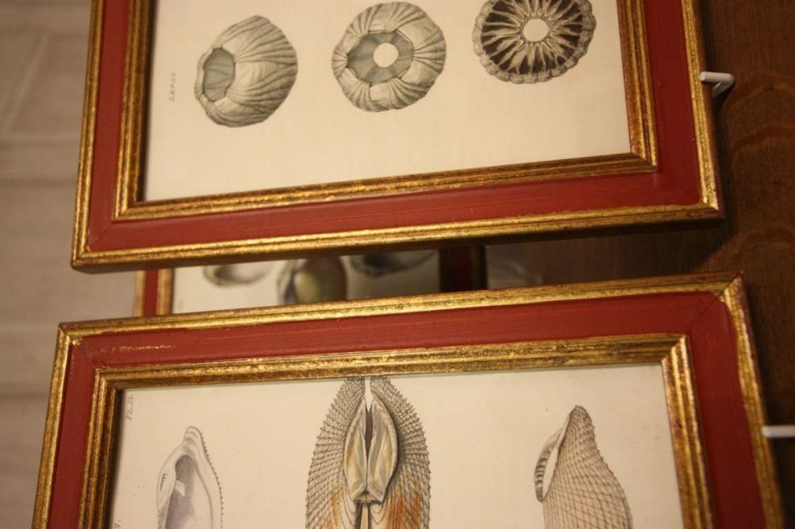 Lovely Collection of 12 Antique Sea Shell Prints. at 1stDibs