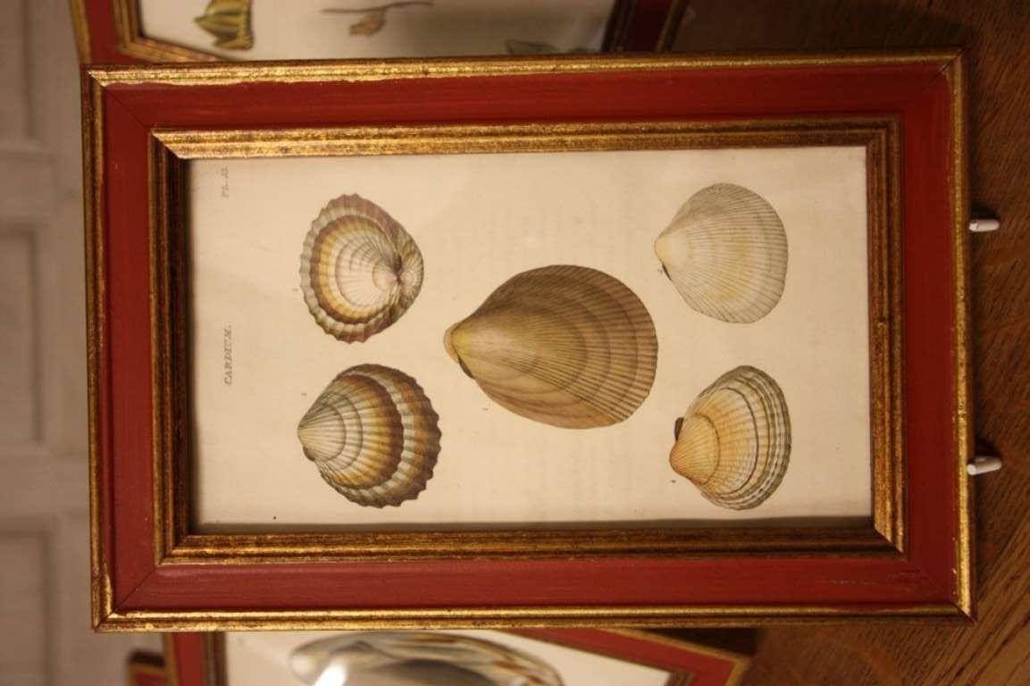 Lovely Collection of 12 Antique Sea Shell Prints. at 1stDibs