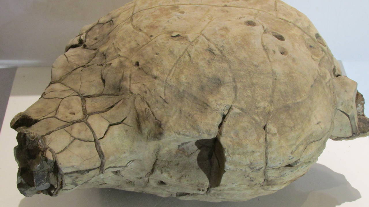 Skull Form Prehistoric Concretion Fossil For Sale at 1stdibs