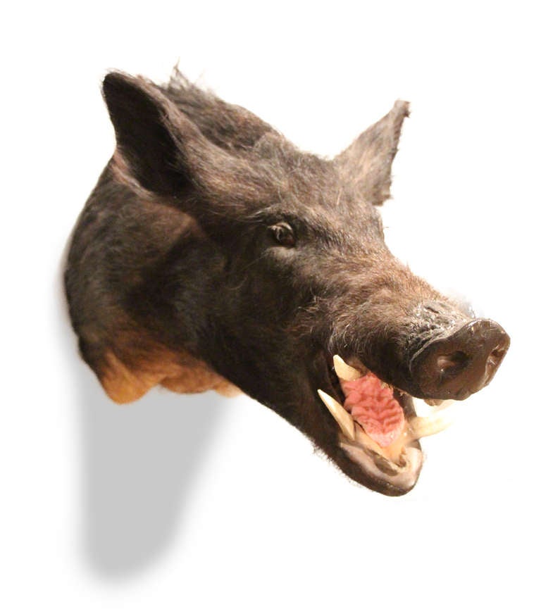 Wild Boar Wall Mount at 1stdibs