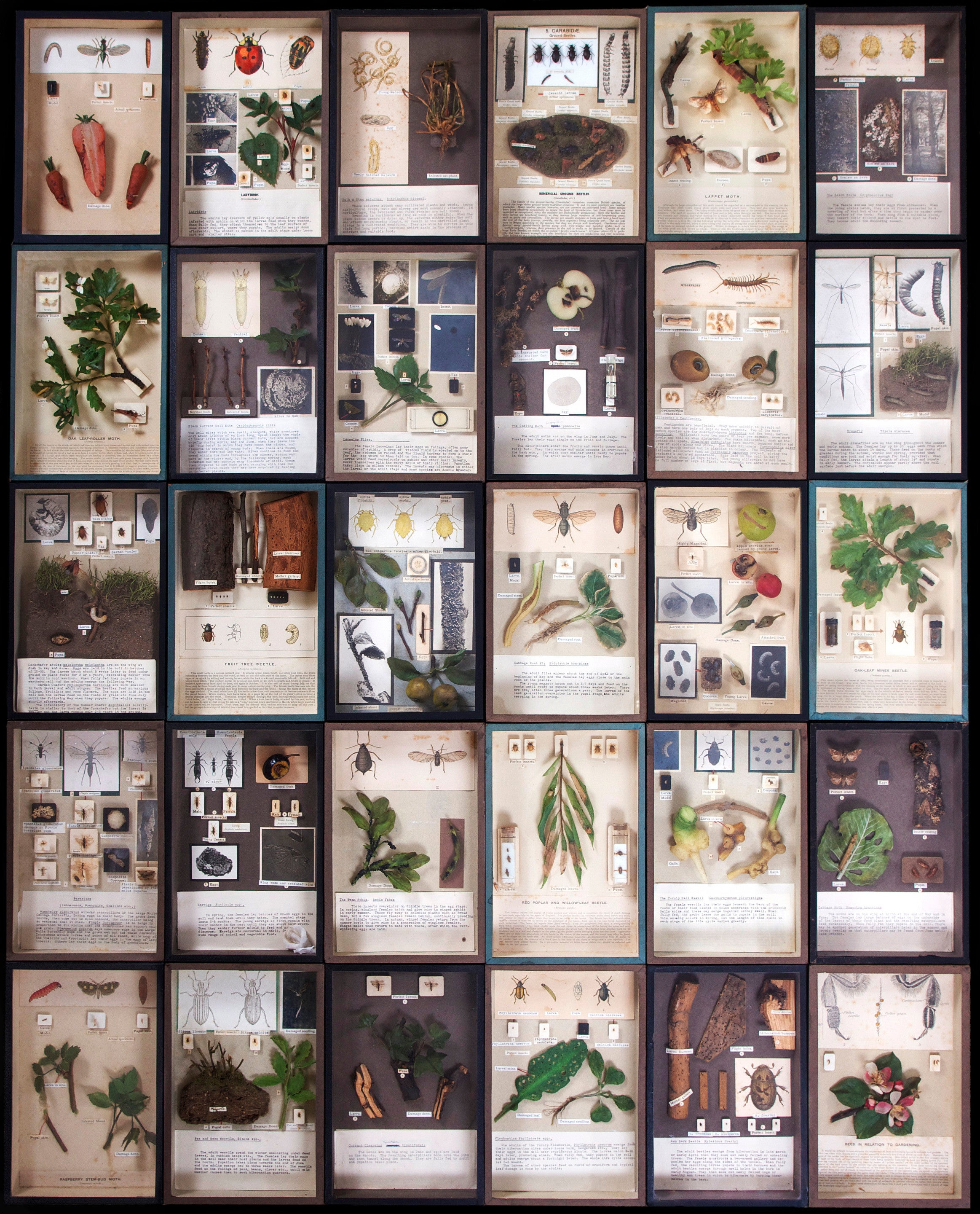 A Collection Of 72 Boxed Entomological Specimen Displays Circa 1920 at ...