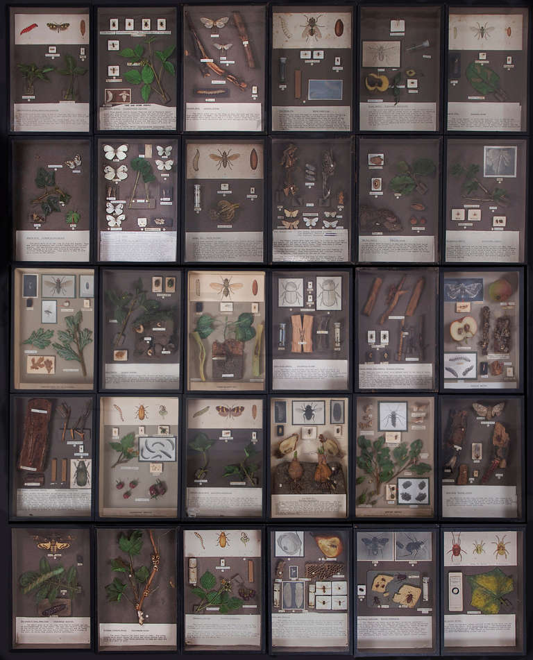 A Collection Of 72 Boxed Entomological Specimen Displays Circa 1920 at ...