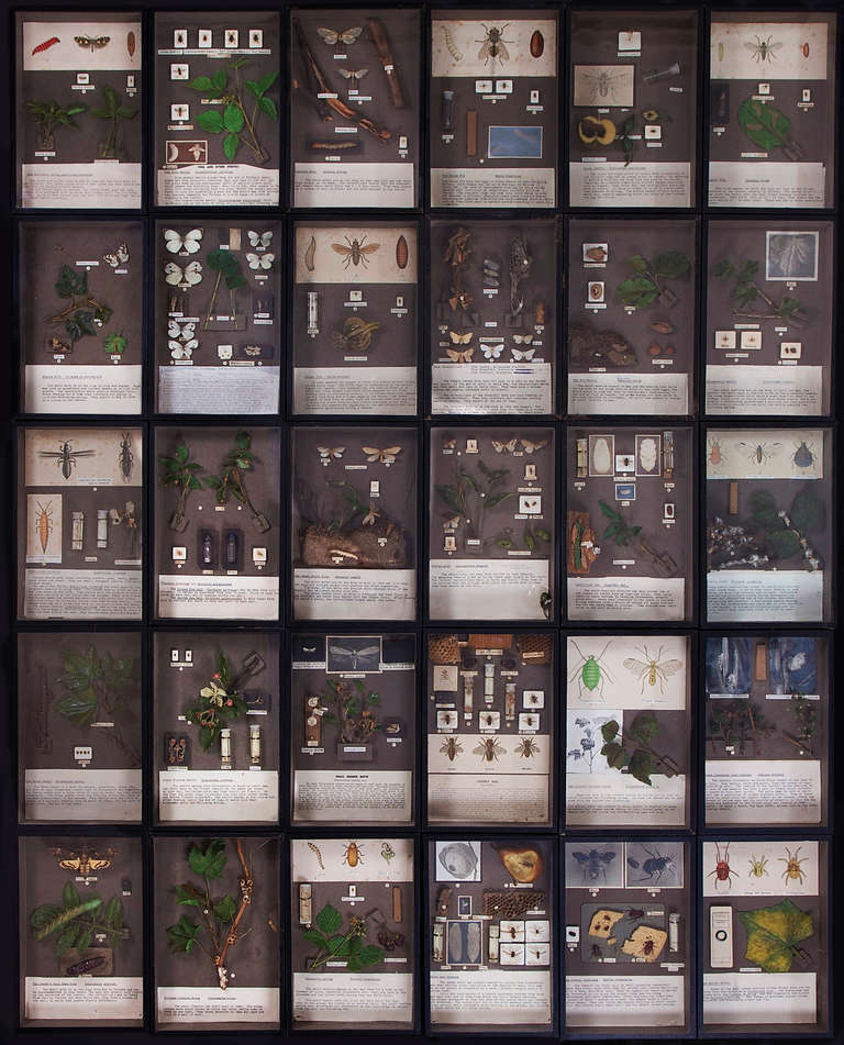 A Collection Of 72 Boxed Entomological Specimen Displays Circa 1920 at ...