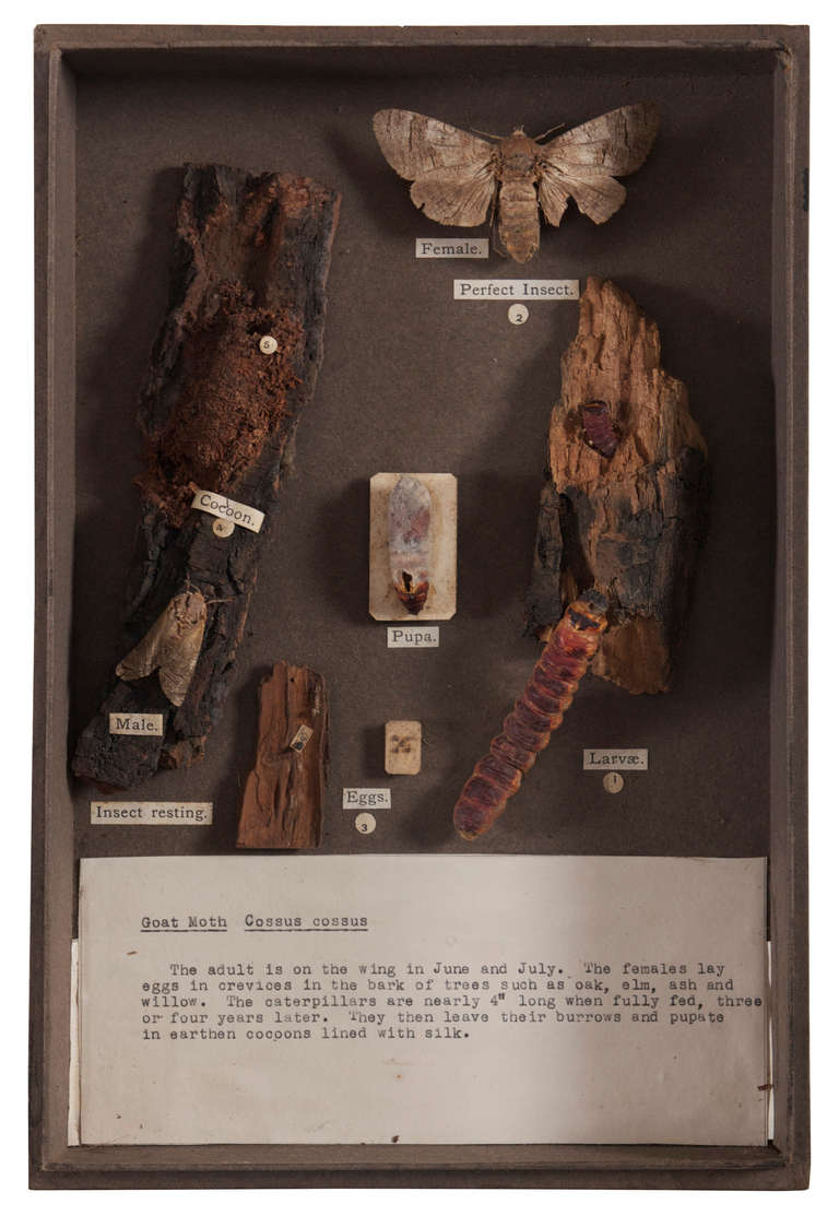 A Collection Of 72 Boxed Entomological Specimen Displays Circa 1920 at ...