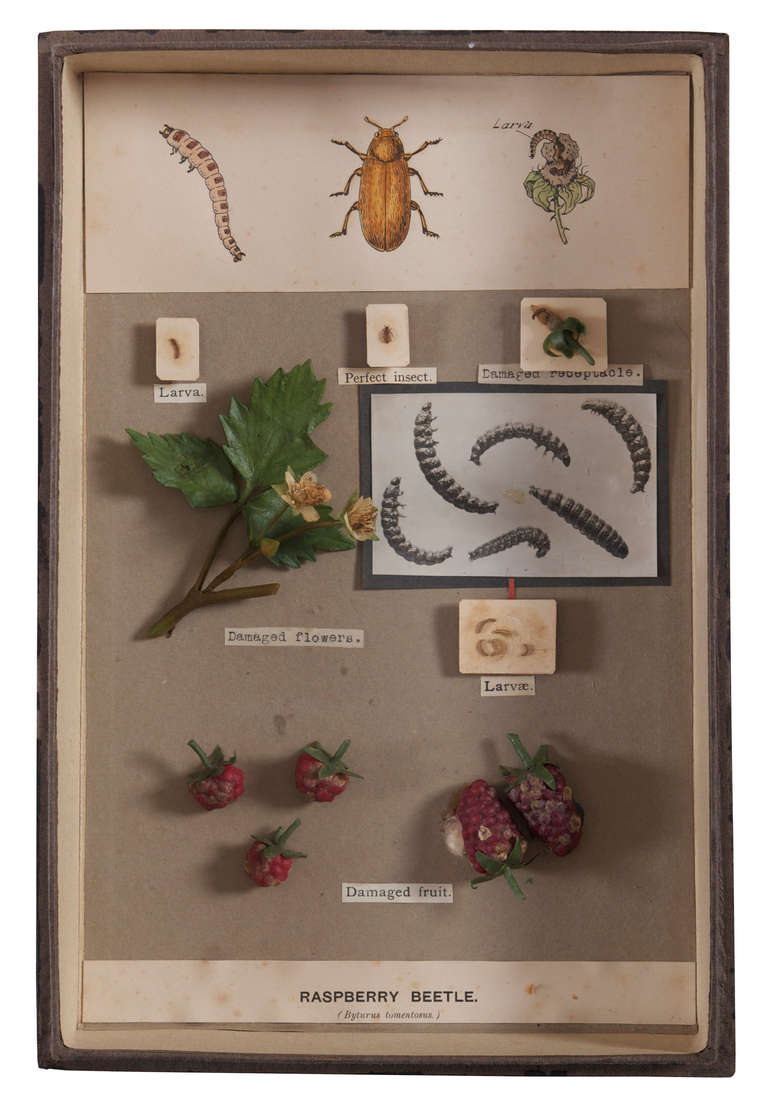 A Collection Of 72 Boxed Entomological Specimen Displays Circa 1920 at ...