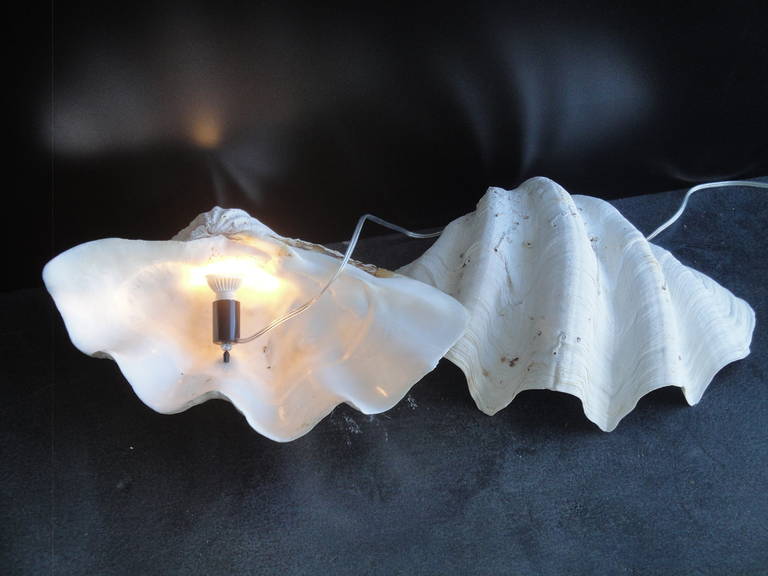 Beautiful Double Clam Shell at 1stDibs | calm shell, tridacna gigas for ...