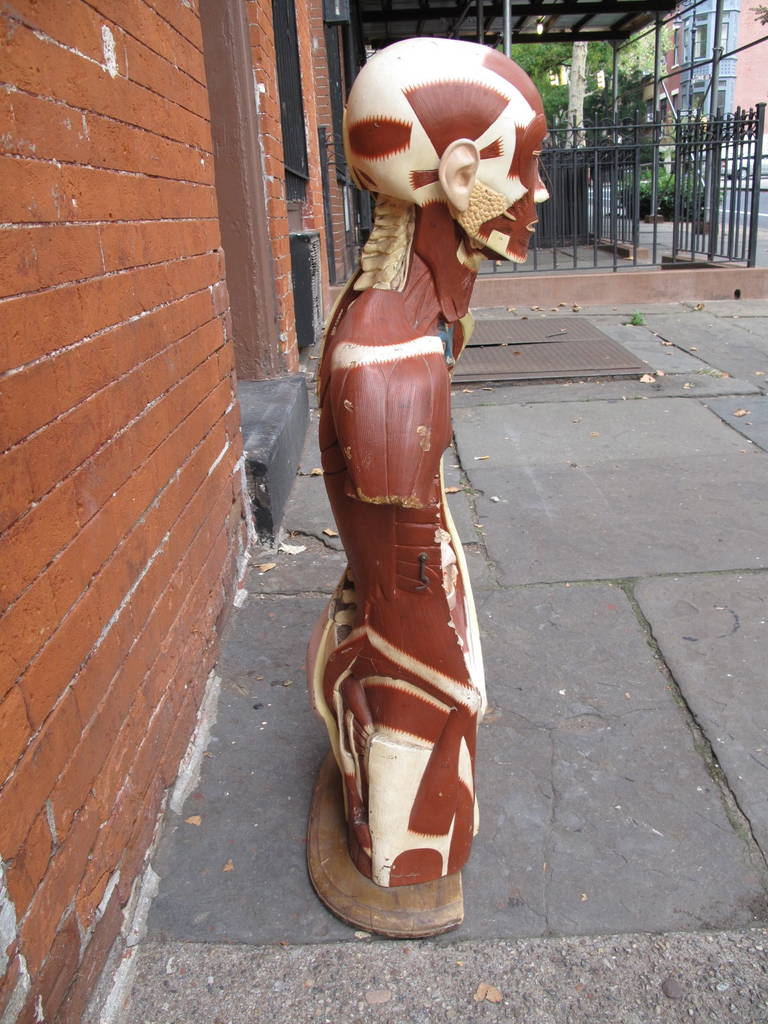 Denoyer Geppert Human Anatomy Model at 1stDibs | denoyer-geppert