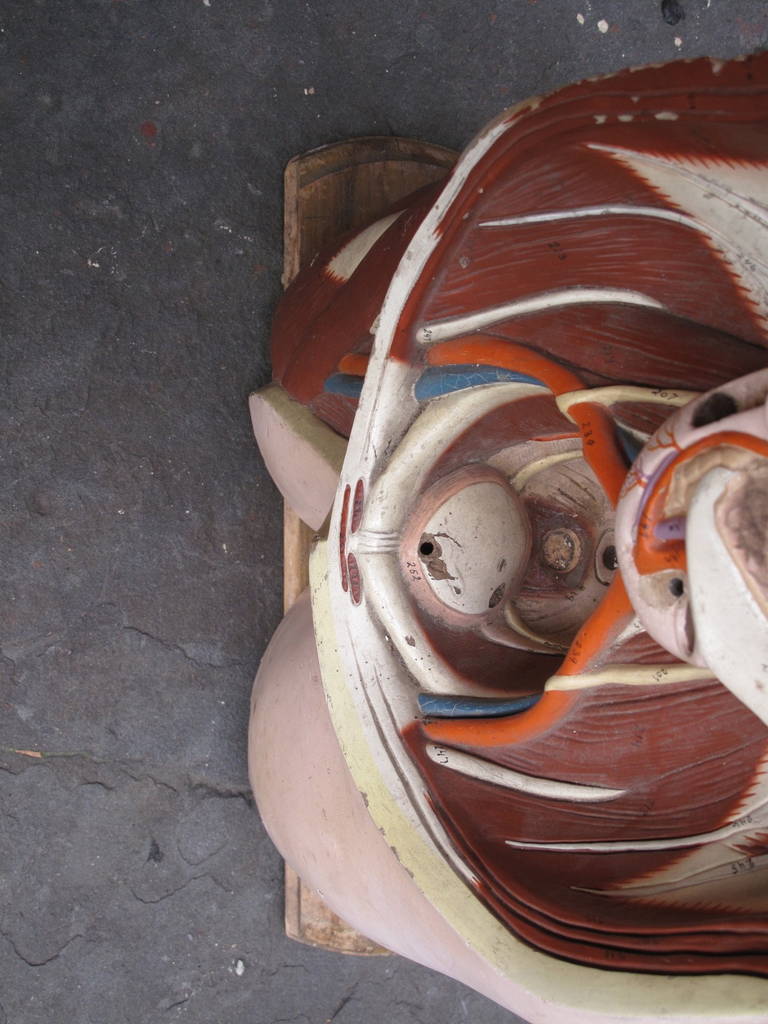 Denoyer Geppert Human Anatomy Model at 1stDibs | denoyer-geppert