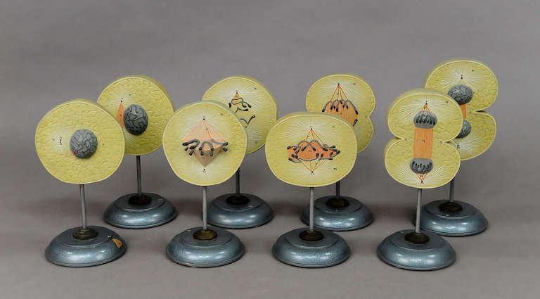 vintage cell division models for class, somso ca. 1960 at 1stDibs