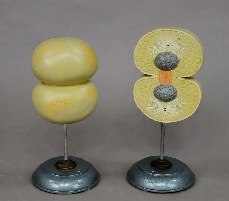 vintage cell division models for class, somso ca. 1960 at 1stDibs