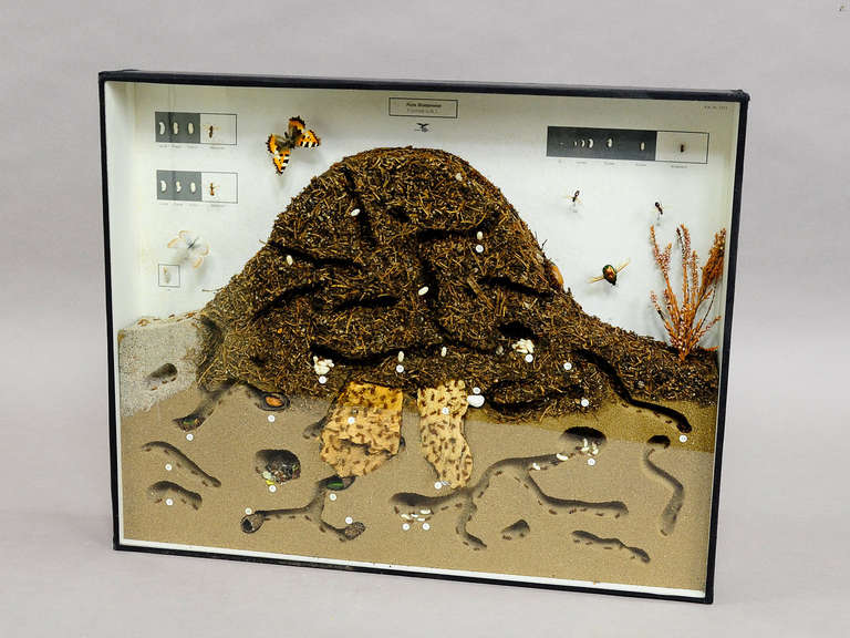 Biology School Teaching Display Anthill of the Red Wood Ant at 1stDibs
